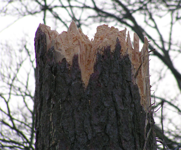 Gno-sis, Coronet Cutting