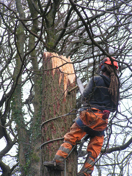 Gno-sis, Coronet Cutting