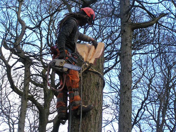 Gno-sis, Coronet Cutting